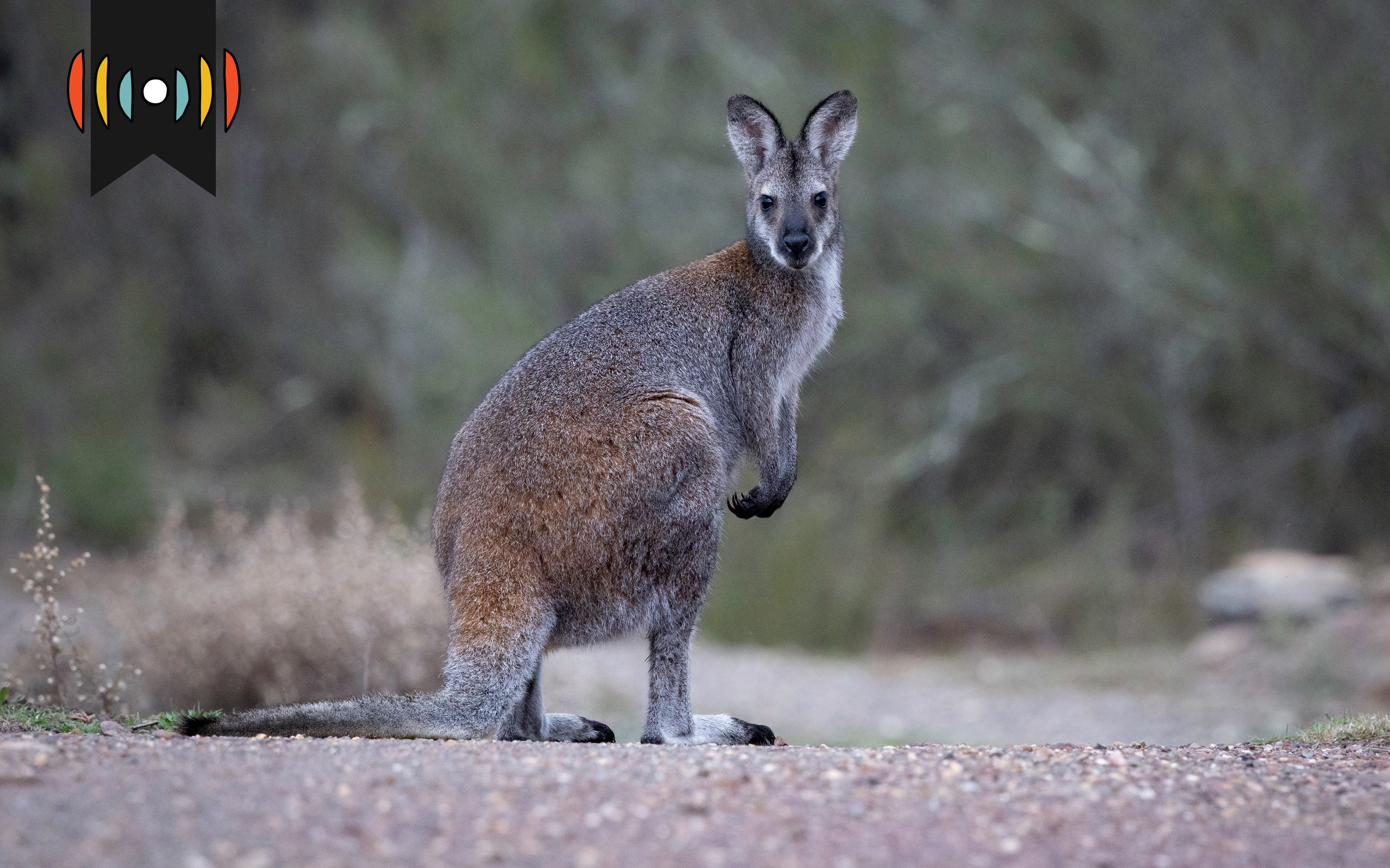 Kicker: Marsupial misadventure | WORLD