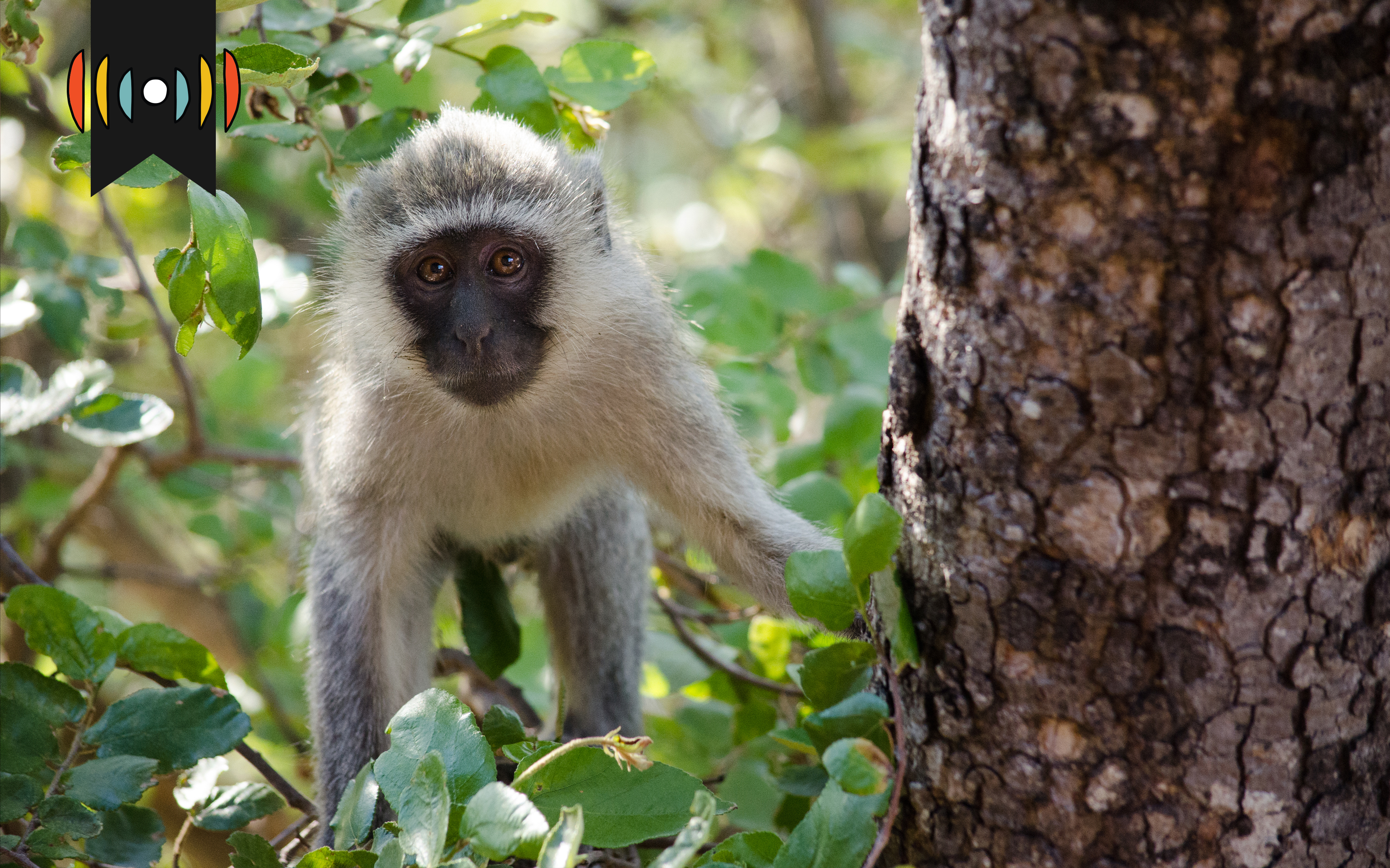 Kicker: Monkey business | WORLD