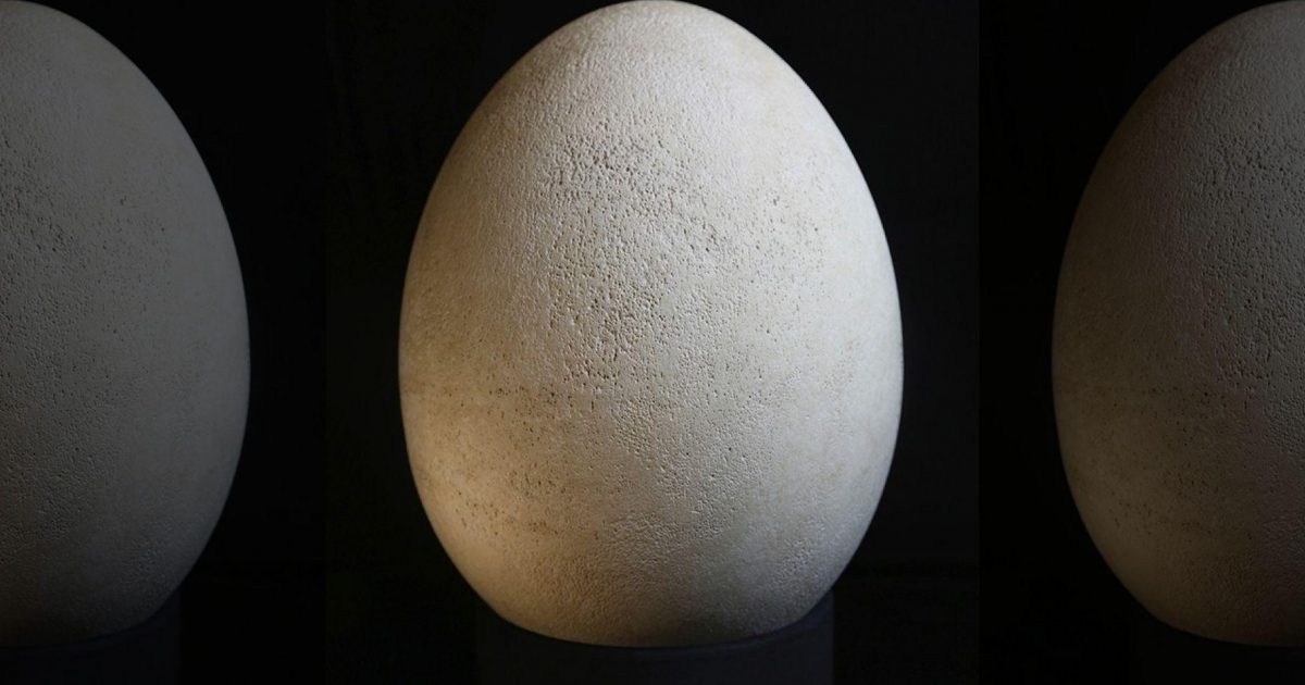 Kicker: Elephant bird egg | WORLD