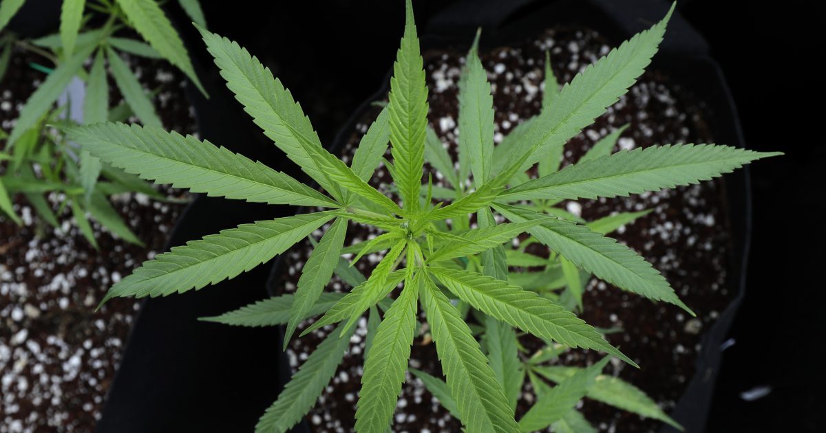 Trump administration considers loosening up on marijuana | WORLD