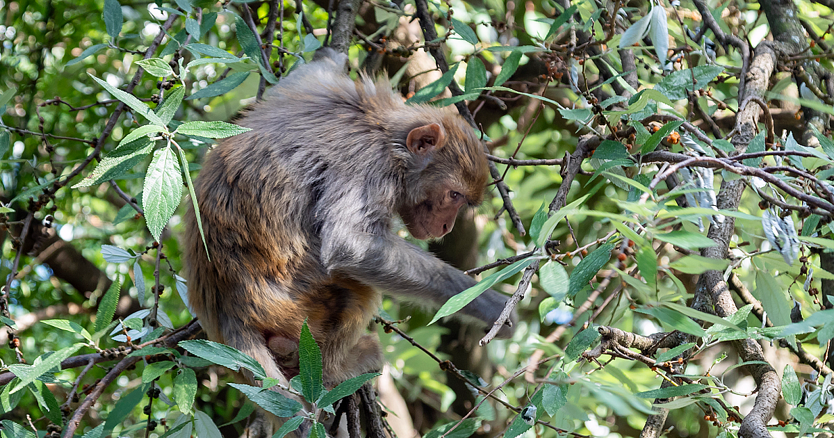 South Carolina police assist in corralling escaped lab monkeys | WORLD