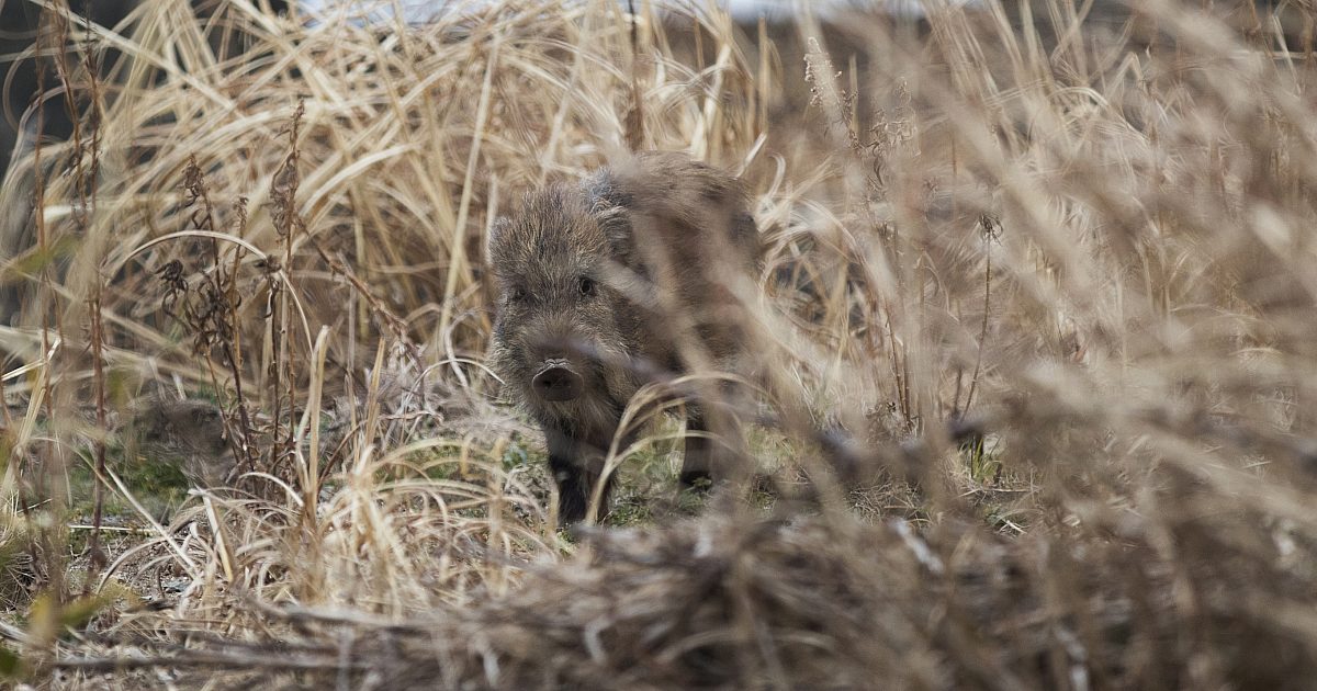 Japanese pigs live on after nuclear disaster | WORLD