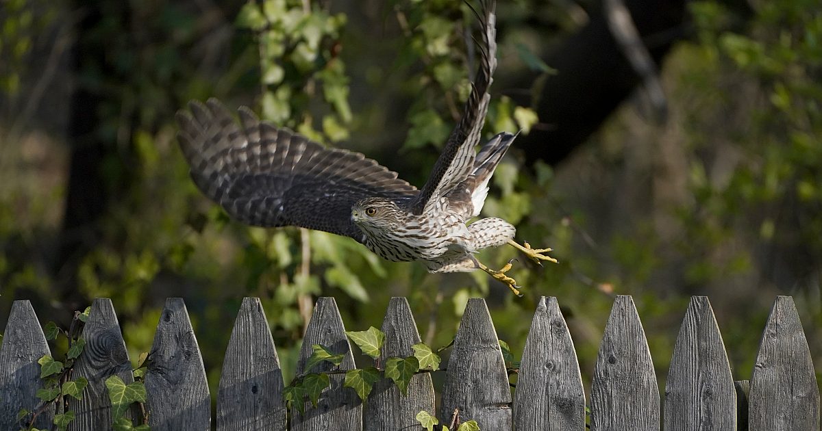 Biden administration tightens bird protections | WORLD