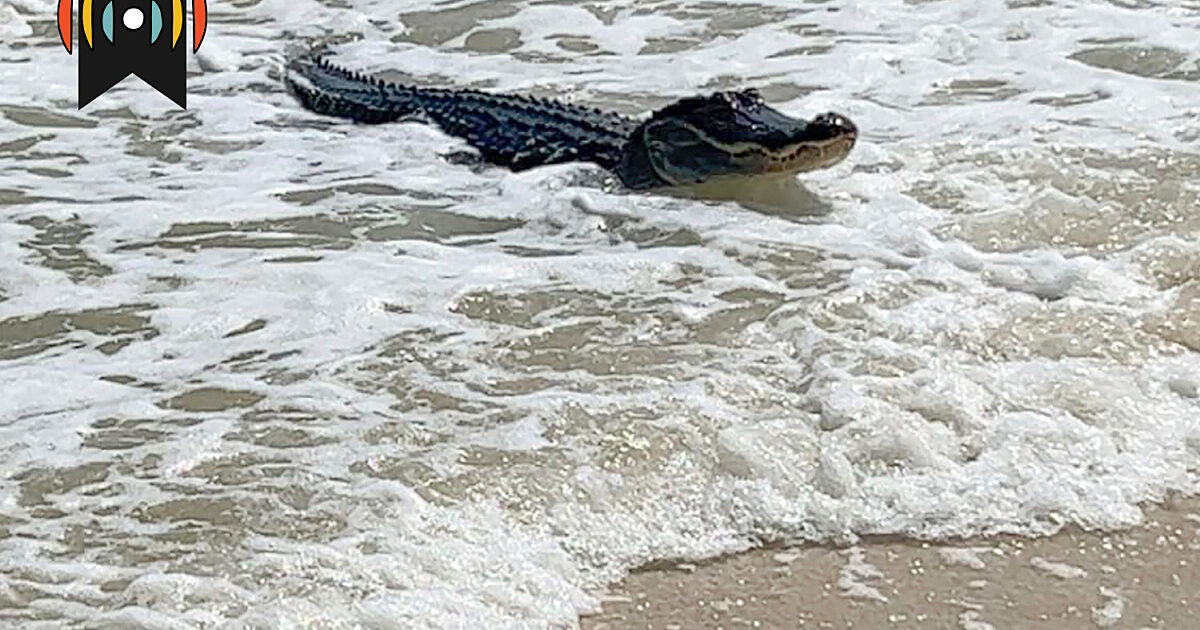 Kicker: Body surfing gator | WORLD