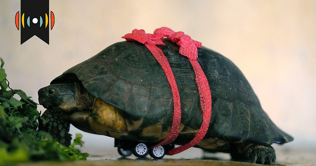 Turtle on wheels | WORLD