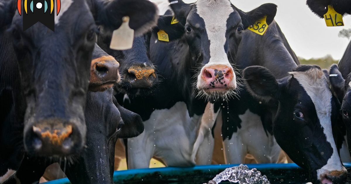 Bird flu hits California dairy farms | WORLD