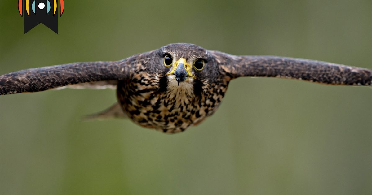 Kicker: New Zealand’s Bird of the Year | WORLD