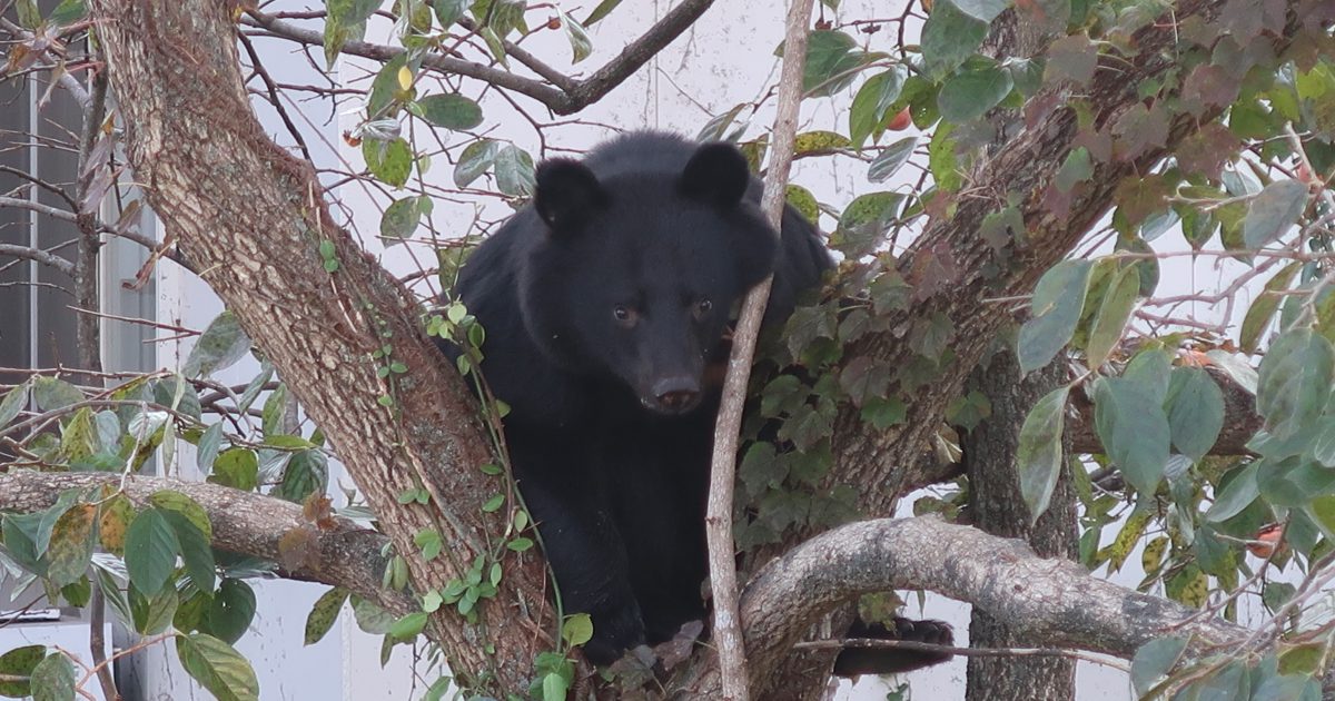 “Overflowing with bears”: Life in Japan’s bear country | WORLD