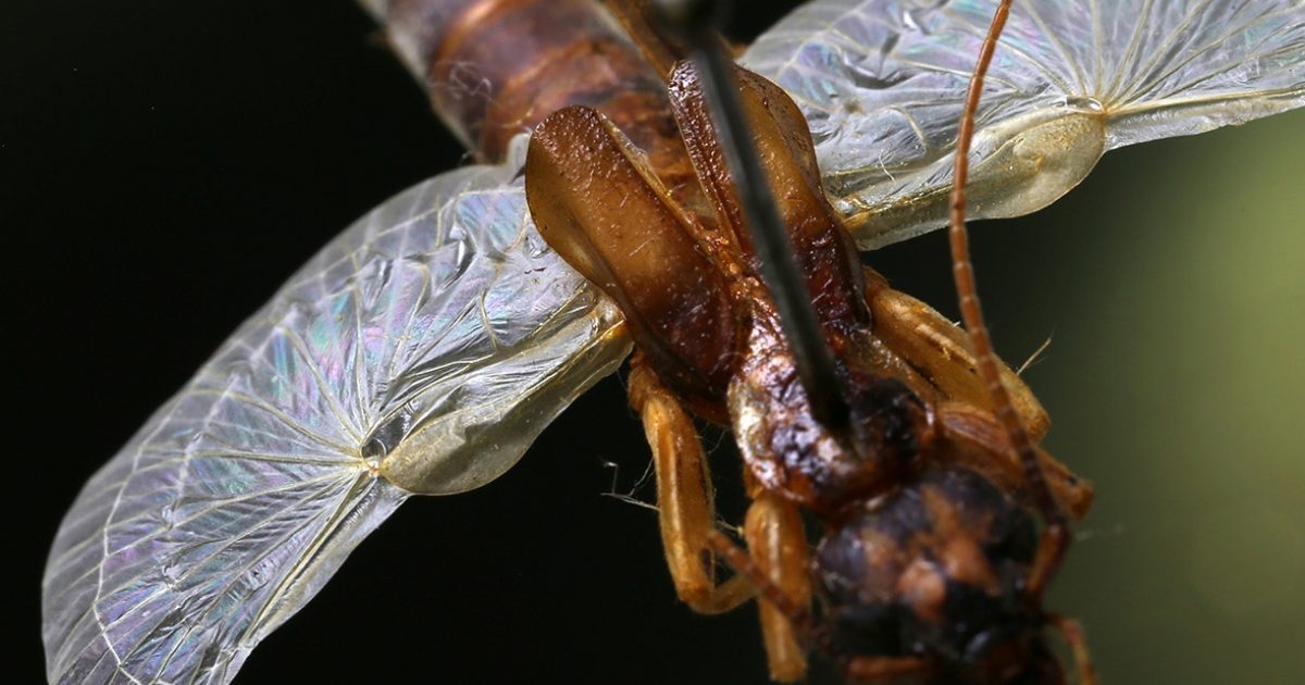 Earwig wing design awes engineers | WORLD