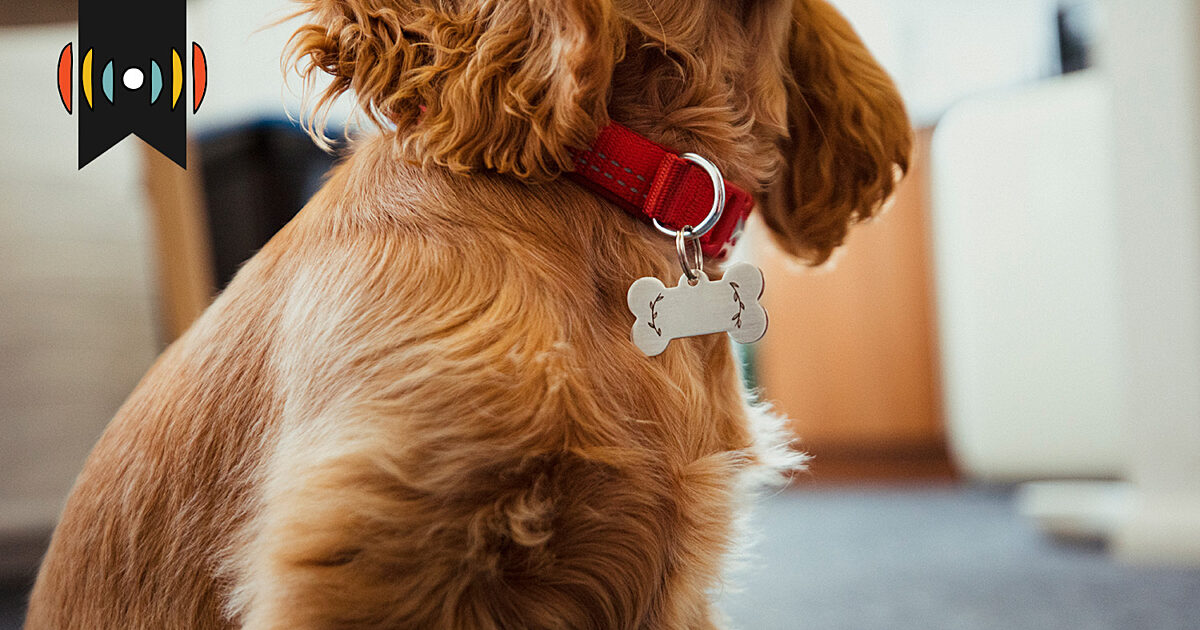 Kicker: A dog by any other name | WORLD