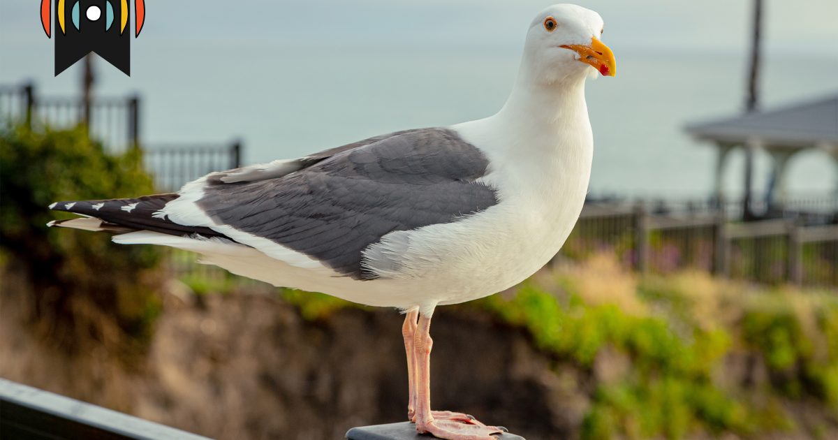 Maria Baer: The lesson of the seagulls | WORLD