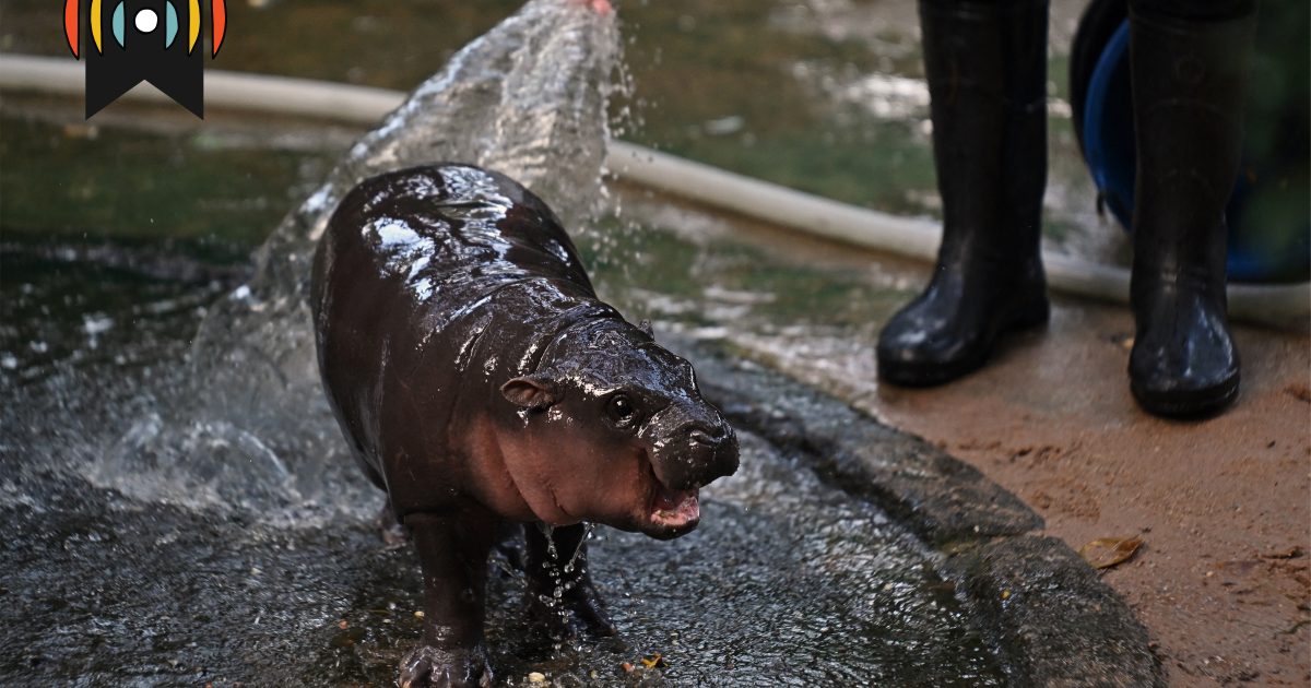 Kicker: Star hippo | WORLD