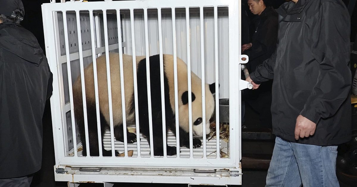 Giant pandas en route to the National Zoo in Washington, D.C. | WORLD