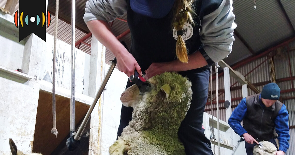 Lessons from shearing school | WORLD