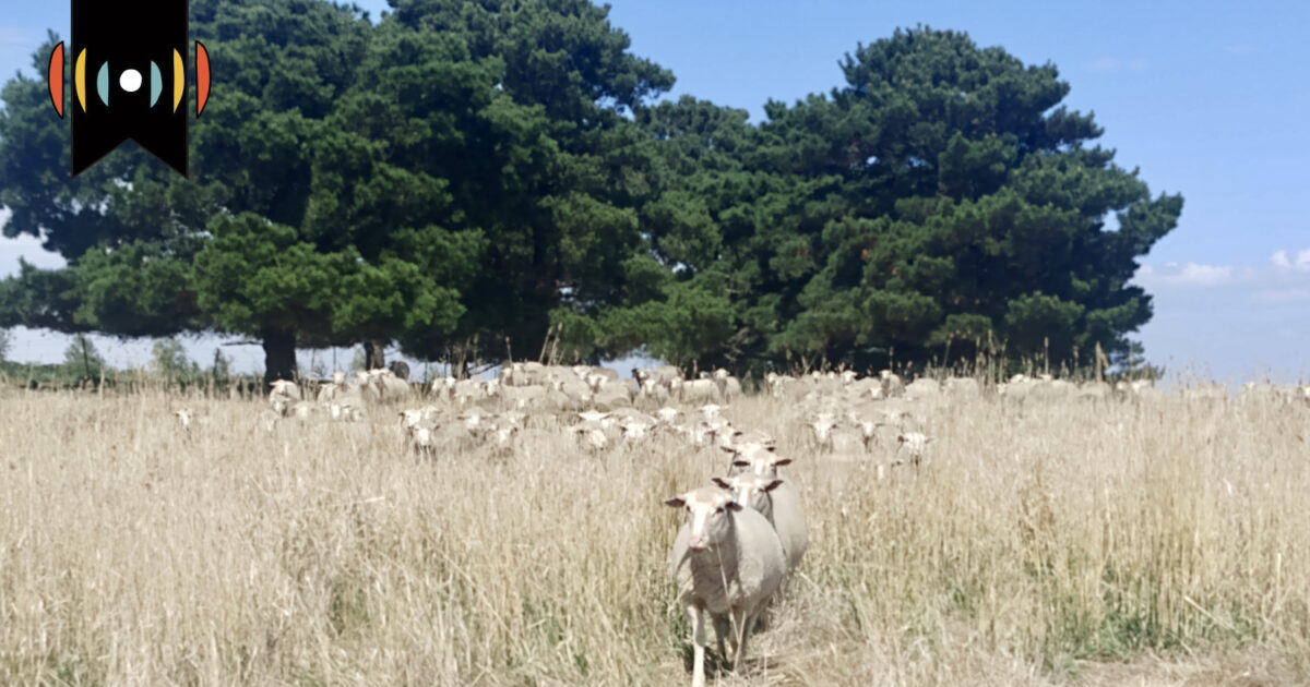 Caring for the flock | WORLD