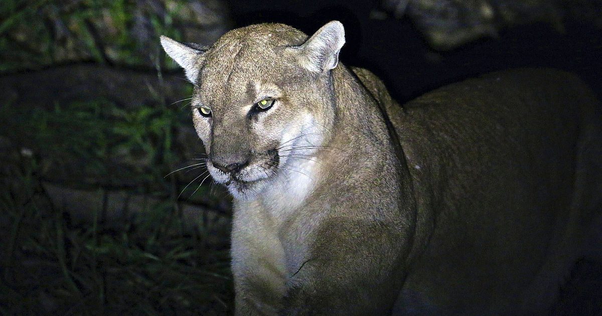 Colorado mountain lion suspected in hiker’s death | WORLD