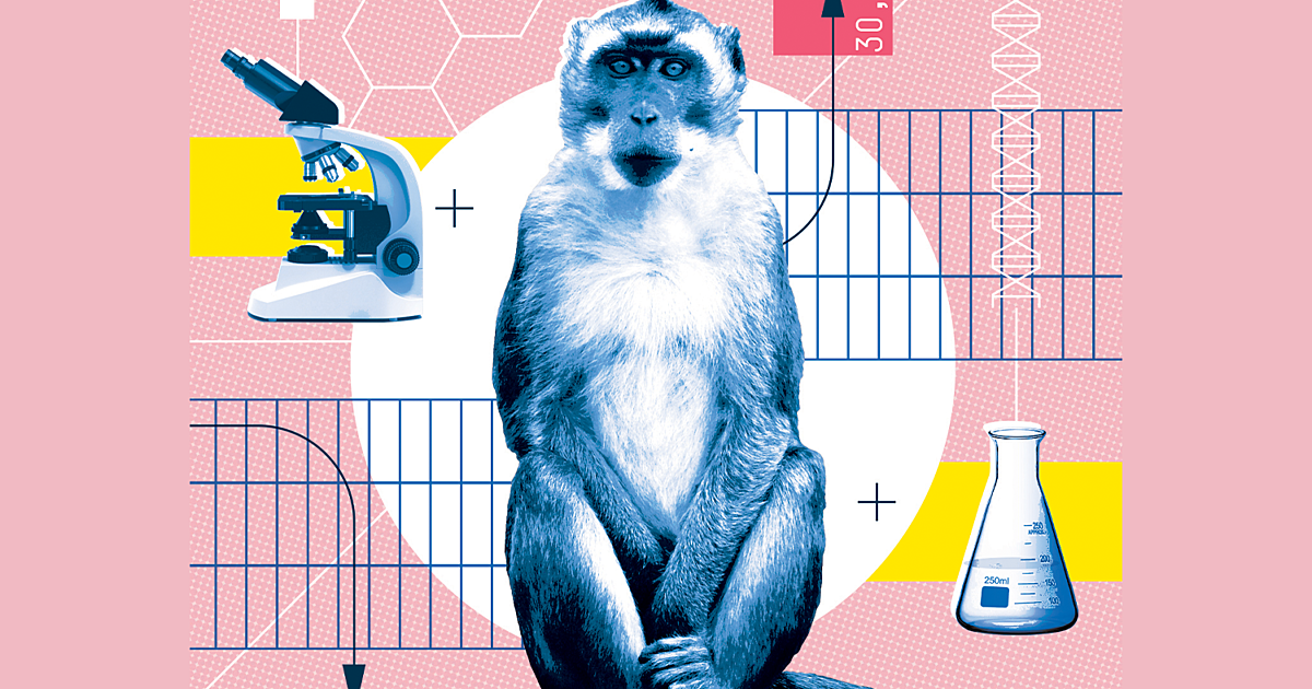 By the Numbers: Making monkeys | WORLD