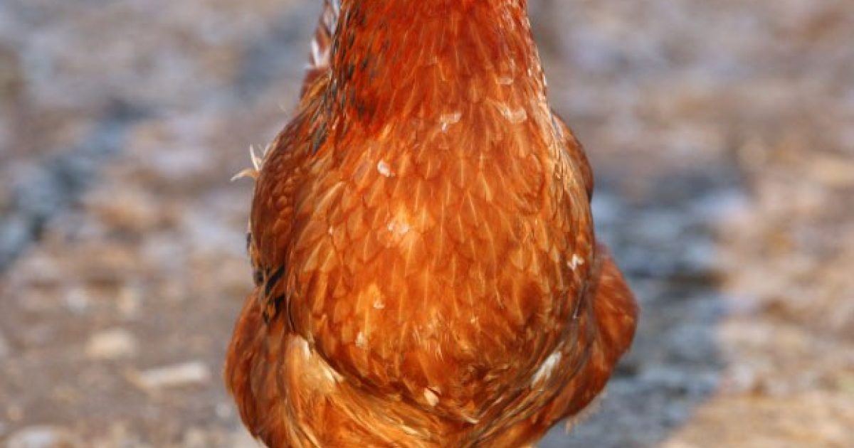 Studying the chickasaurus | WORLD