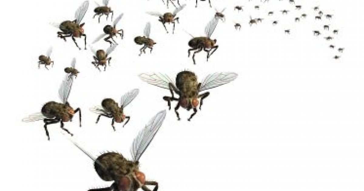Satan, aka the 'lord of the flies' | WORLD