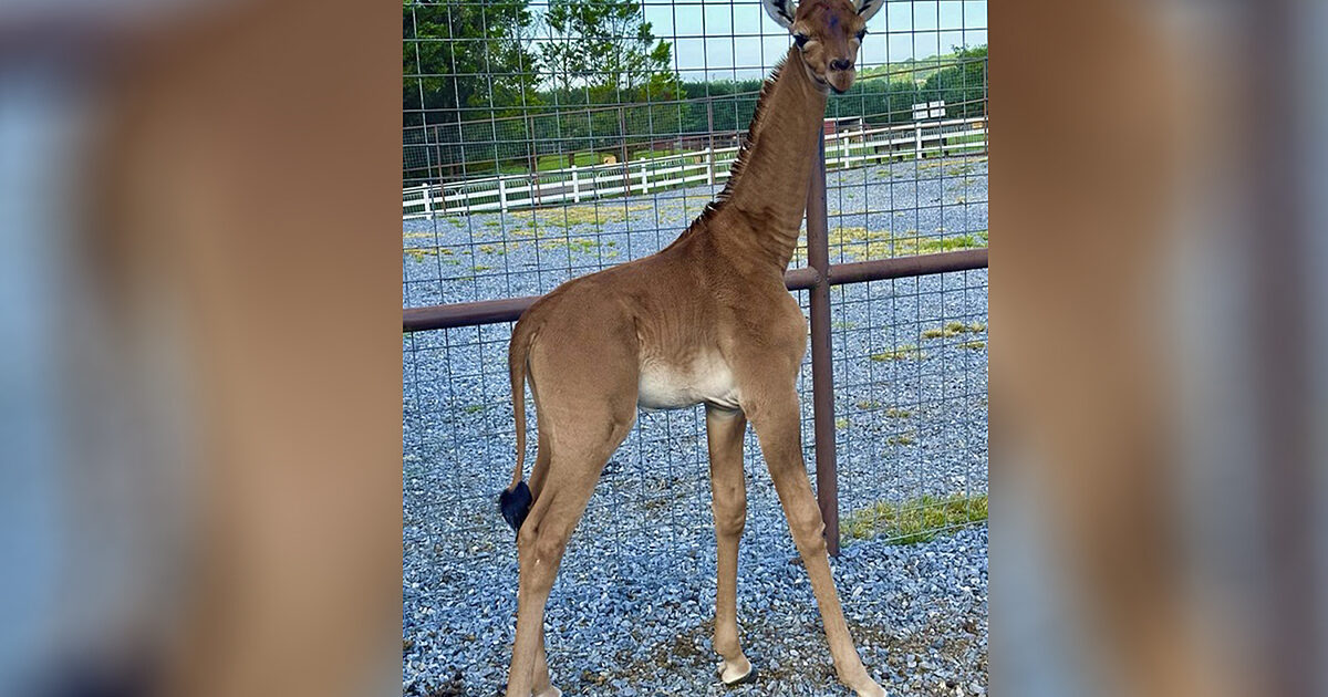 Giraffe without spots born at Tennessee zoo | WORLD