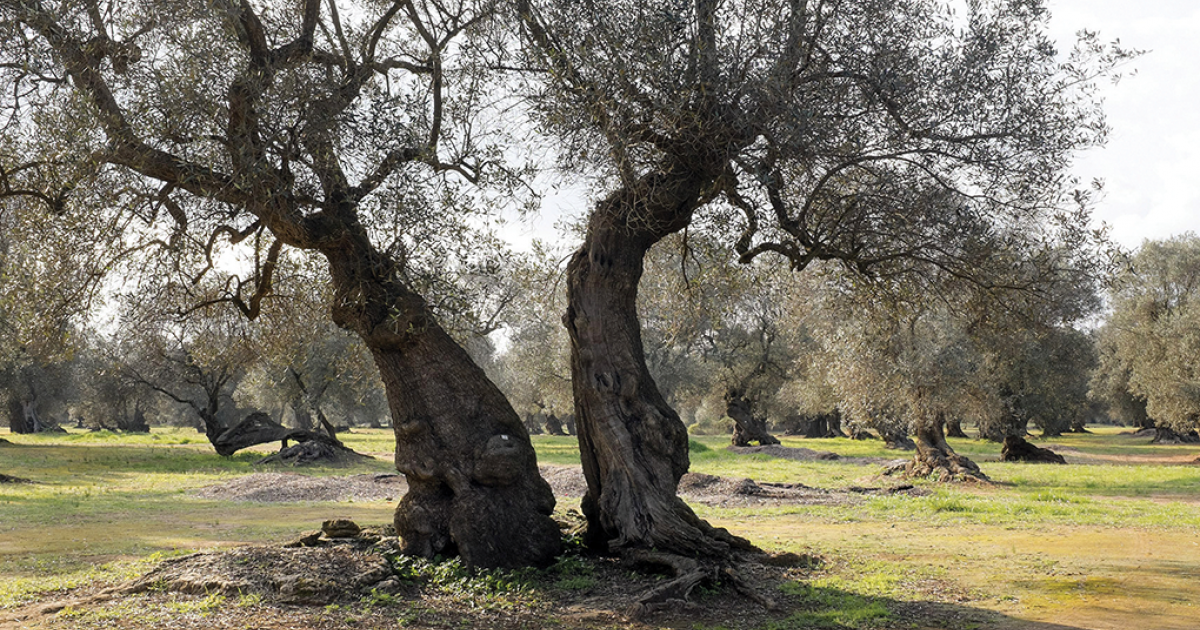 A pandemic for trees | WORLD