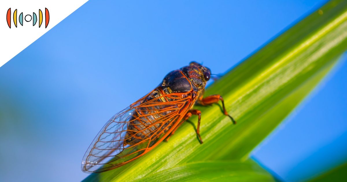 Kicker - Chocolate-dipped cicadas | WORLD