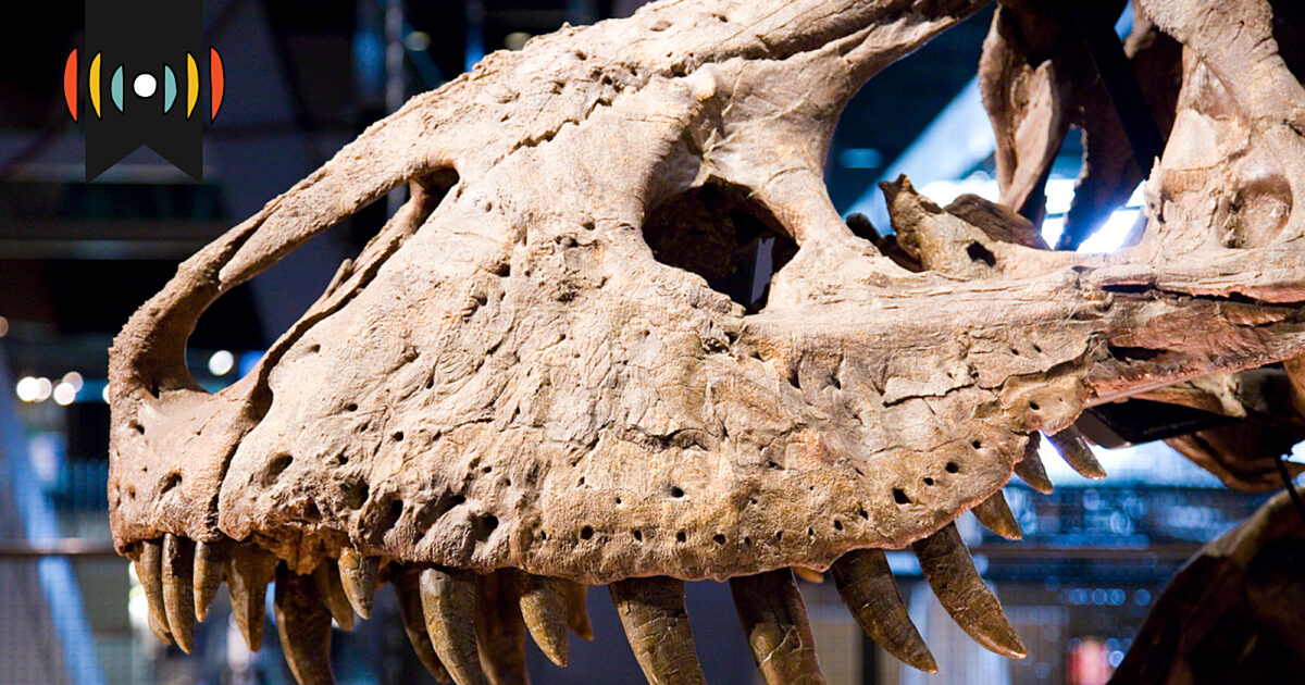 Kicker: T-rex for sale | WORLD