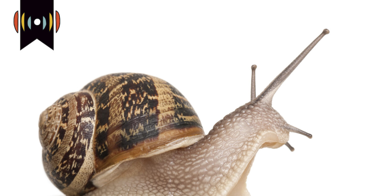 Kicker: No snails allowed | WORLD