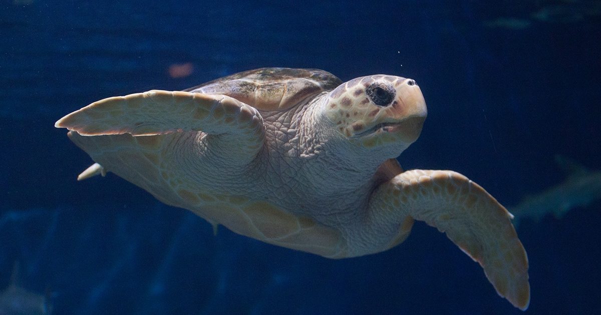 Sea turtles’ trans-Pacific journey | WORLD
