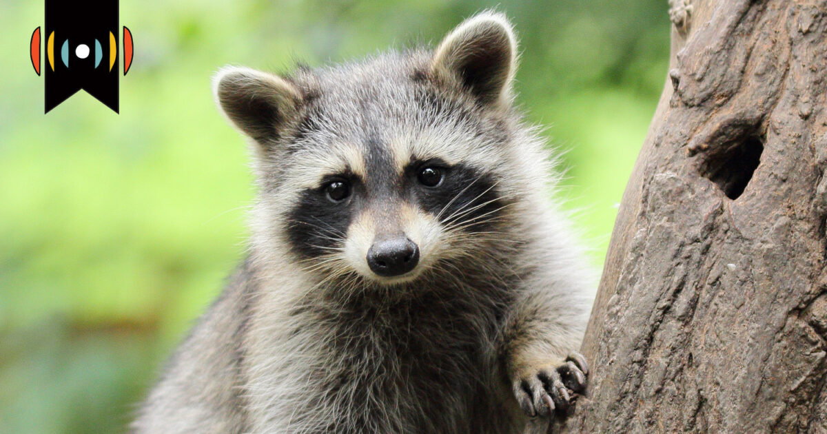 Kicker: A racoon walks into a bar | WORLD