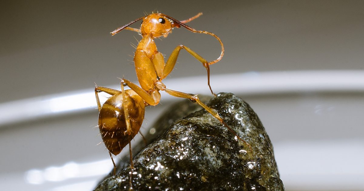 Go to the ant | WORLD