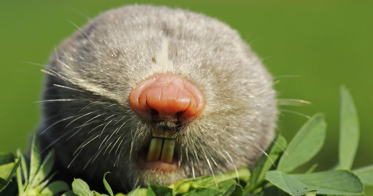 Mole rat defies natural selection | WORLD