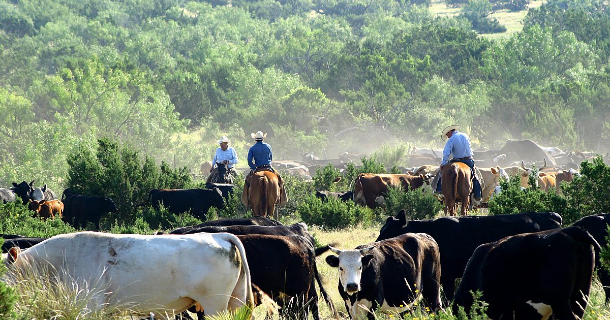 A year in the life of a ranch | WORLD