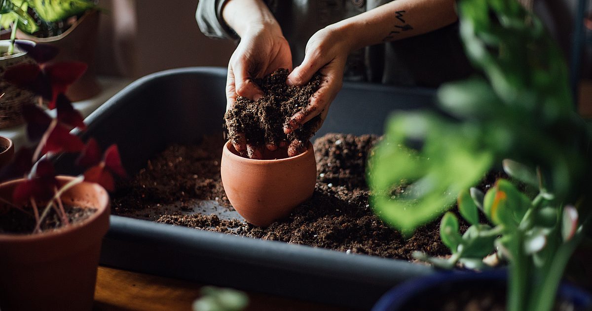 Botanists grow seed that could be Biblical balm tree | WORLD
