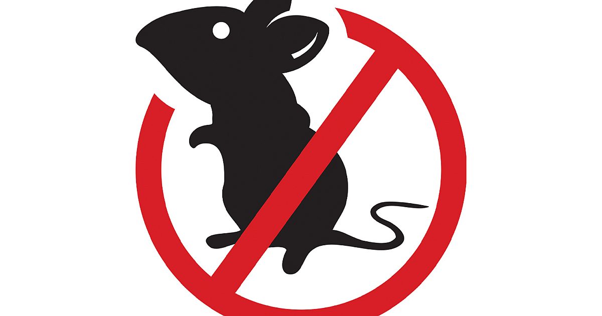 Mouse apocalypse | WORLD