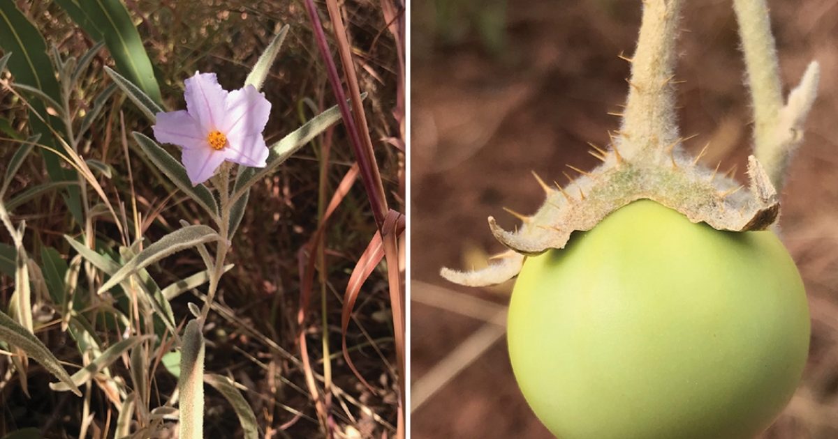 A gender-confused tomato plant? | WORLD