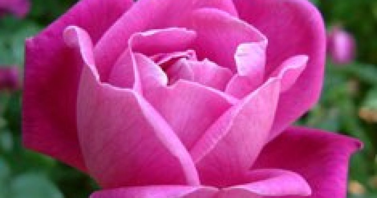 Roses in December | WORLD
