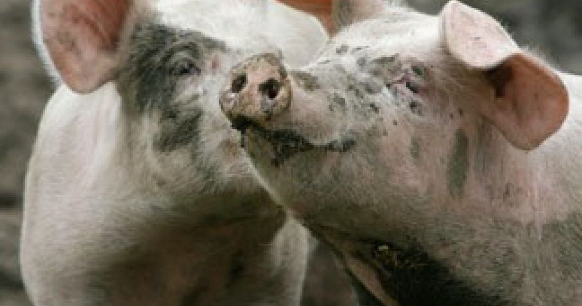 Pigs at the trough | WORLD