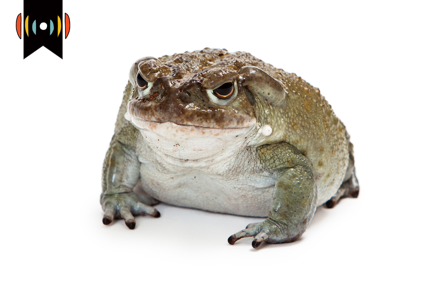 Kicker: Don’t kiss toads | WORLD